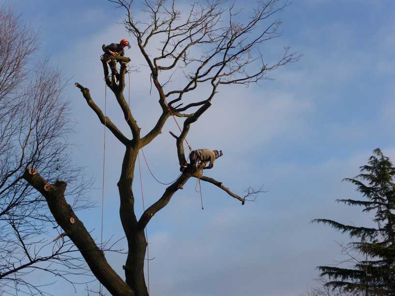 Caledonian Tree Services | Scotland's Premier Arboriculture ...